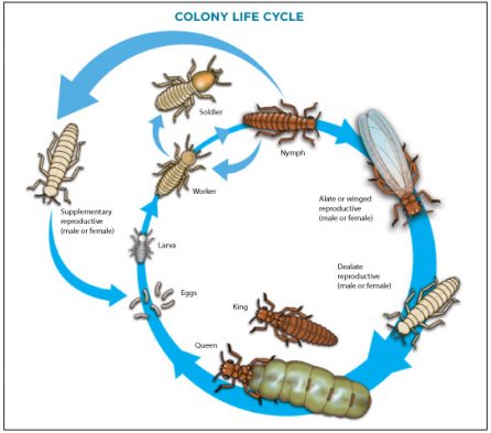 Termites - Sumitomo Chemical - Environmental Health Division